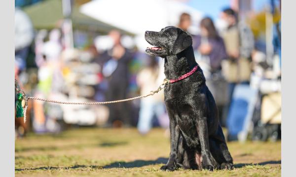 @yuuki_dogphoto 愛犬撮影会＠イーノの森Dog Garden in東京 - パスマーケット